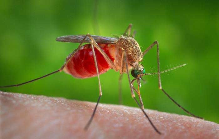 Mosquitoes test positive for West Nile virus - NORTHEAST - NEWS CHANNEL ...