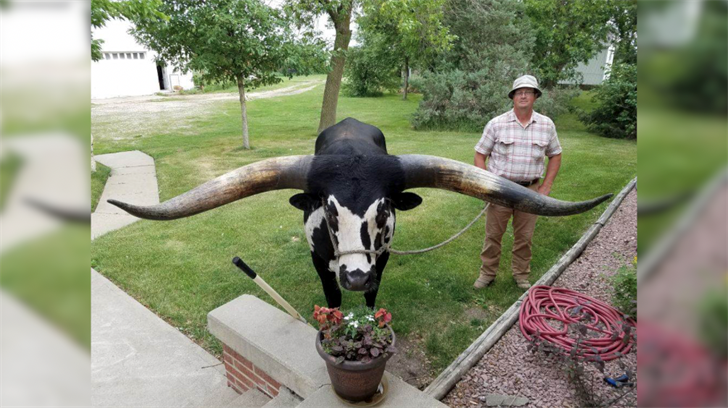 Who is Howdy Doody, the viral Watusi bull who has made headlines across ...