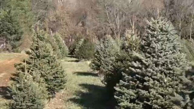 Christmas trees growing in Norfolk despite a drought - NORTHEAST - NEWS ...