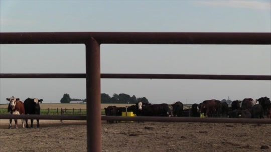 New Daily Cattle Trading Limits - NORTHEAST - NEWS CHANNEL NEBRASKA