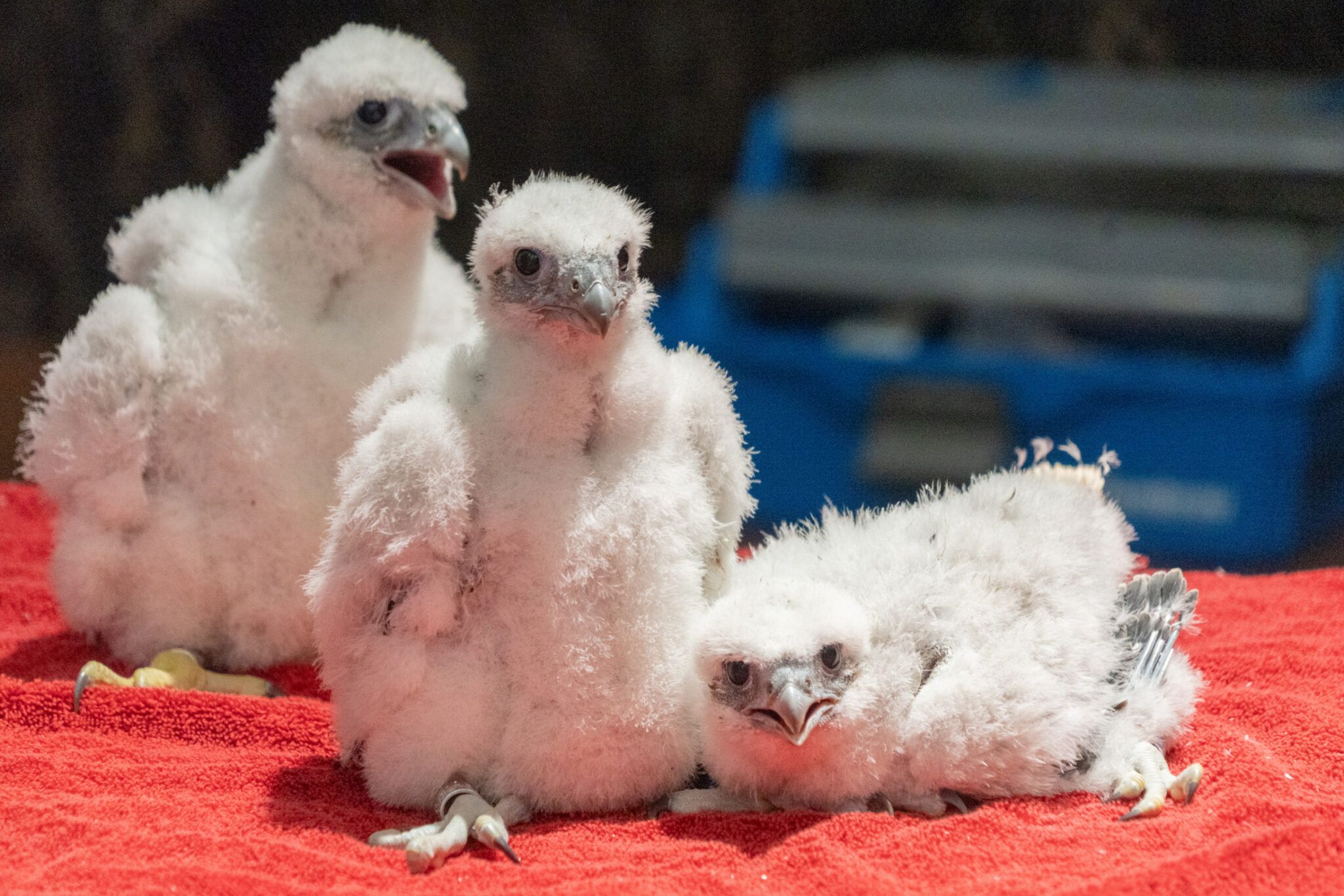 ‘A new generation’: Peregrine falcon chicks return, hatch atop Nebraska ...