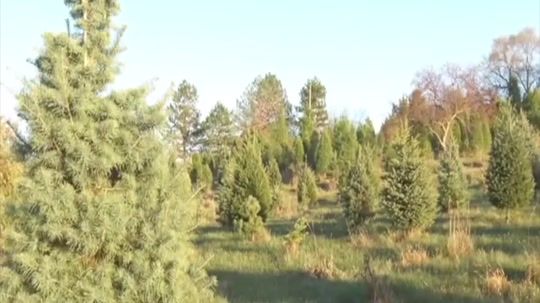 Norfolk's 36th Annual Christmas Tree Recycling Program begins this week ...